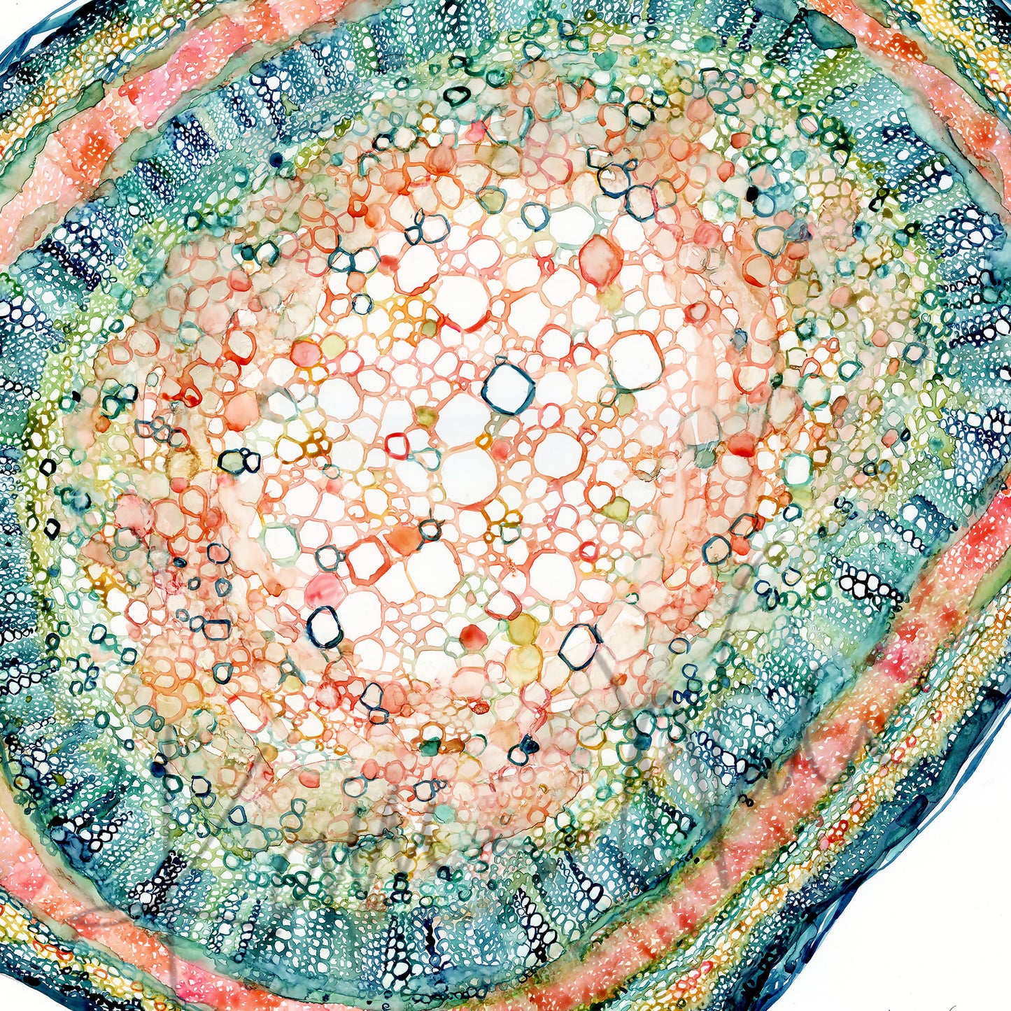 Plant Leaf Stem Histology Watercolor Print - Plant Anatomy - Leaf Art ...